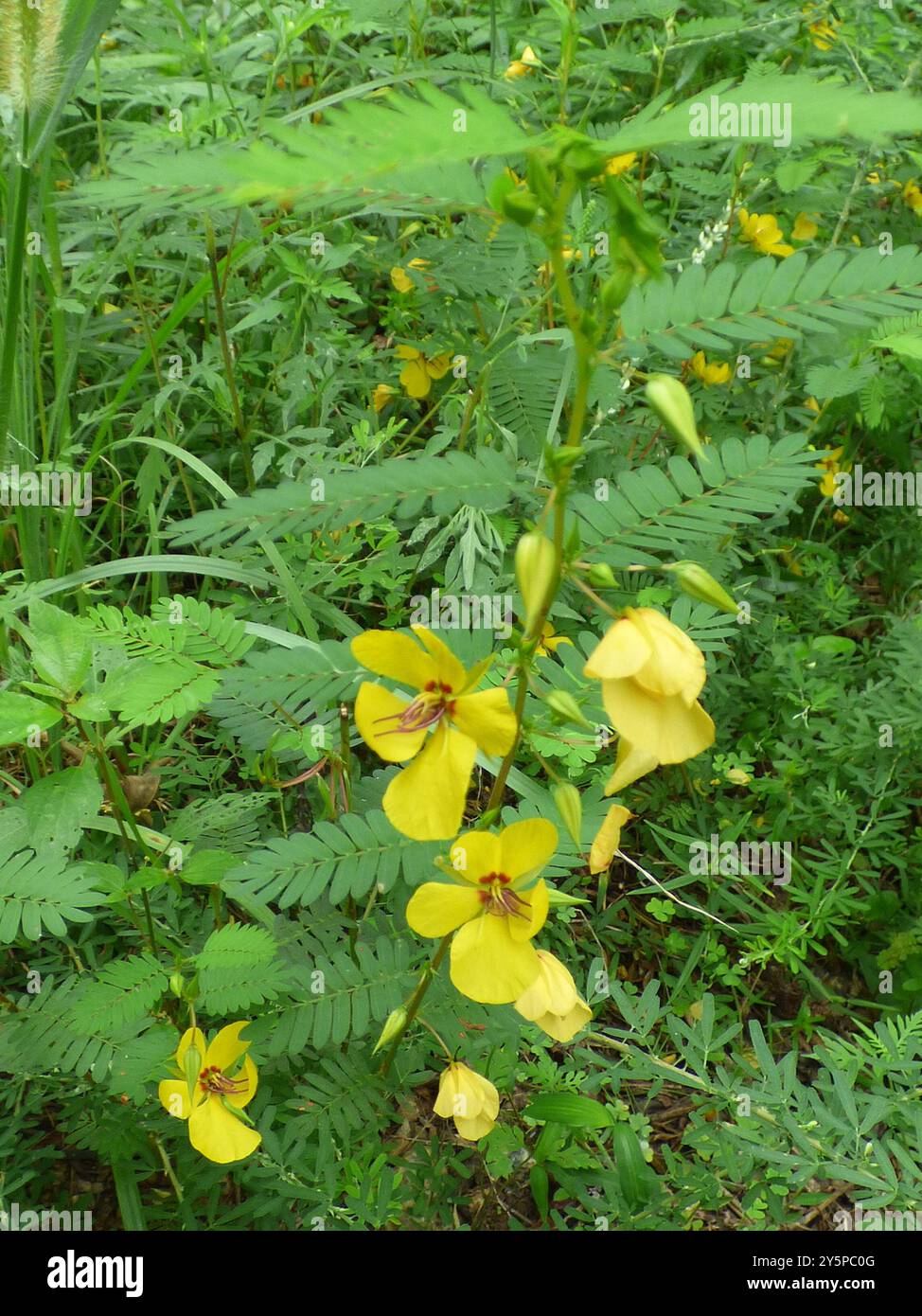 partridge pea (Chamaecrista fasciculata) Plantae Stock Photo - Alamy
