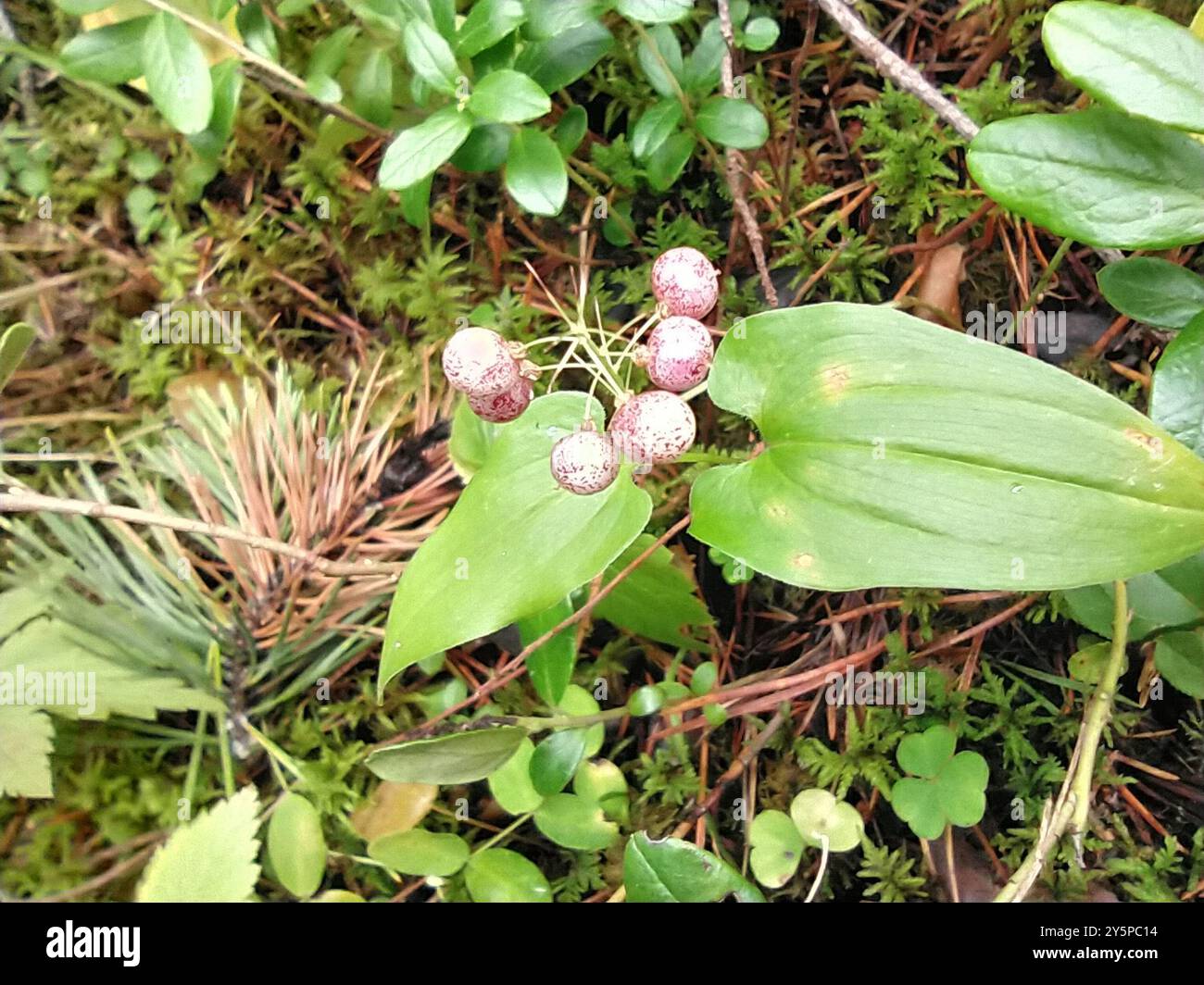 May Lily (Maianthemum bifolium) Plantae Stock Photo - Alamy