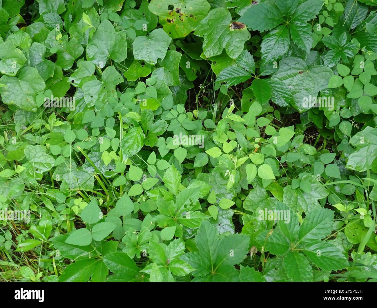 American hog-peanut (Amphicarpaea bracteata) Plantae Stock Photo - Alamy