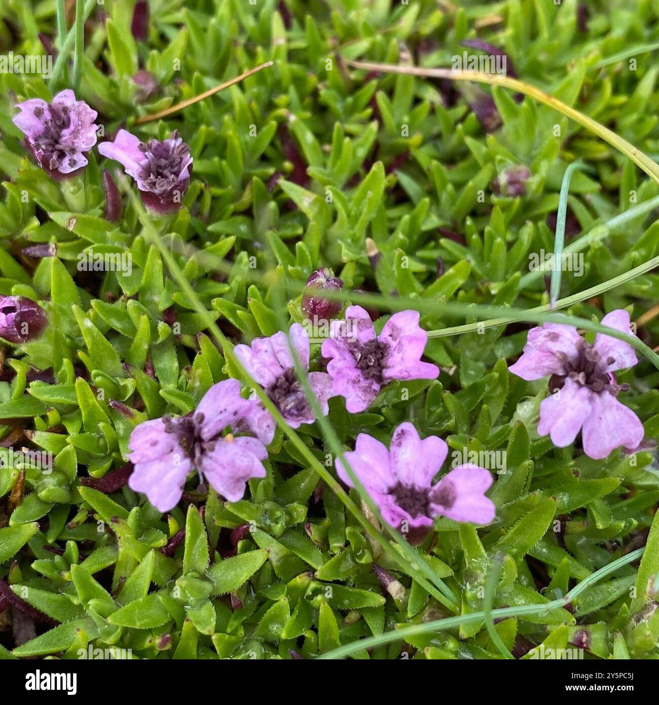 Moss Campion (Silene acaulis) Plantae Stock Photo - Alamy