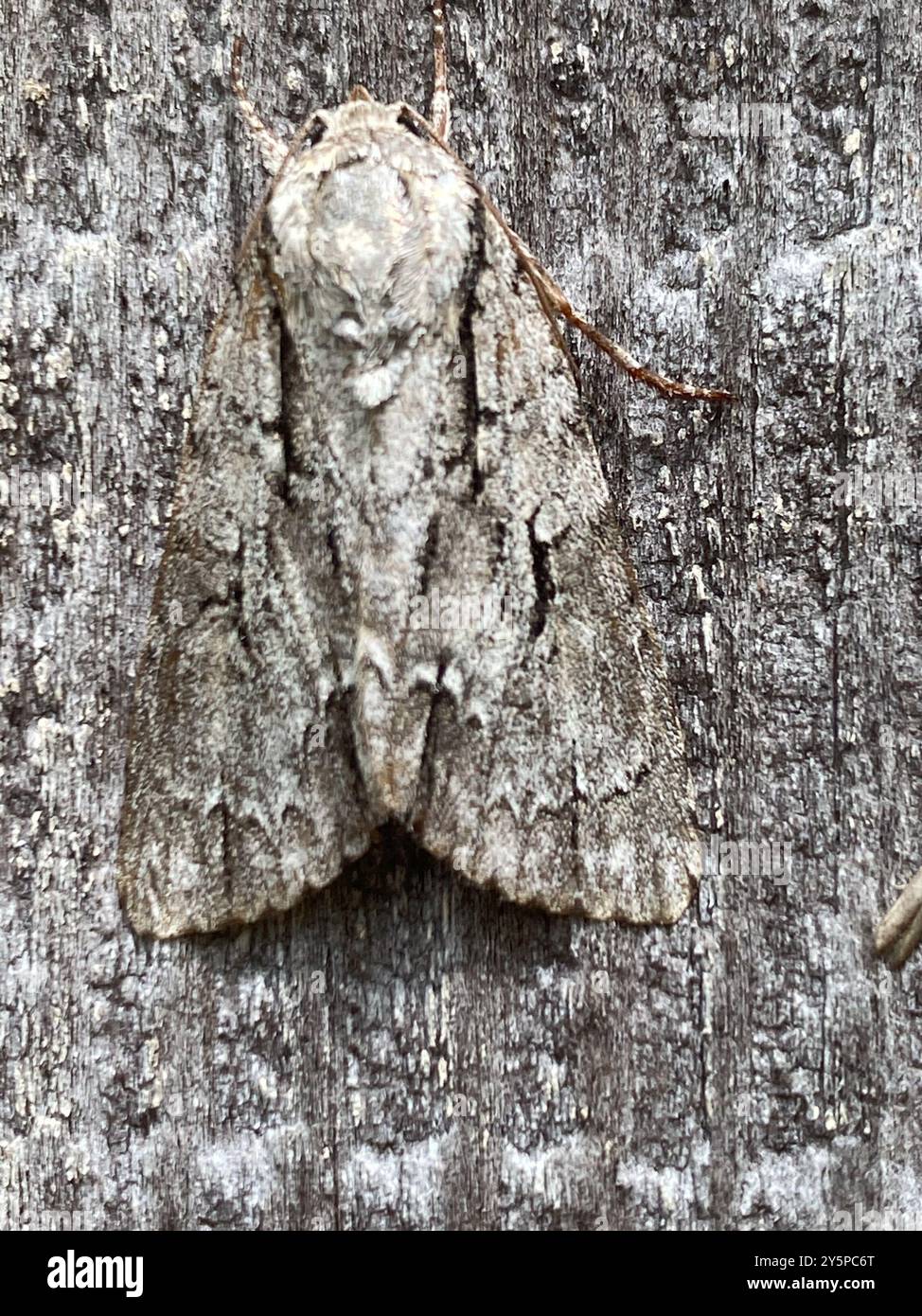 Greater Oak Dagger (Acronicta lobeliae) Insecta Stock Photo - Alamy