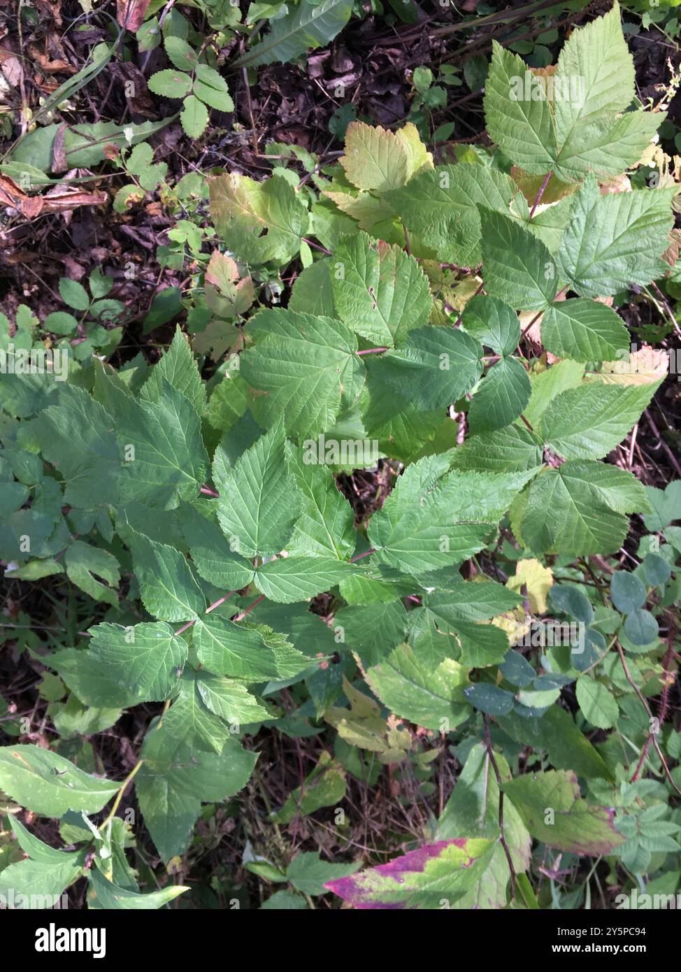 brambles (Rubus) Plantae Stock Photo - Alamy