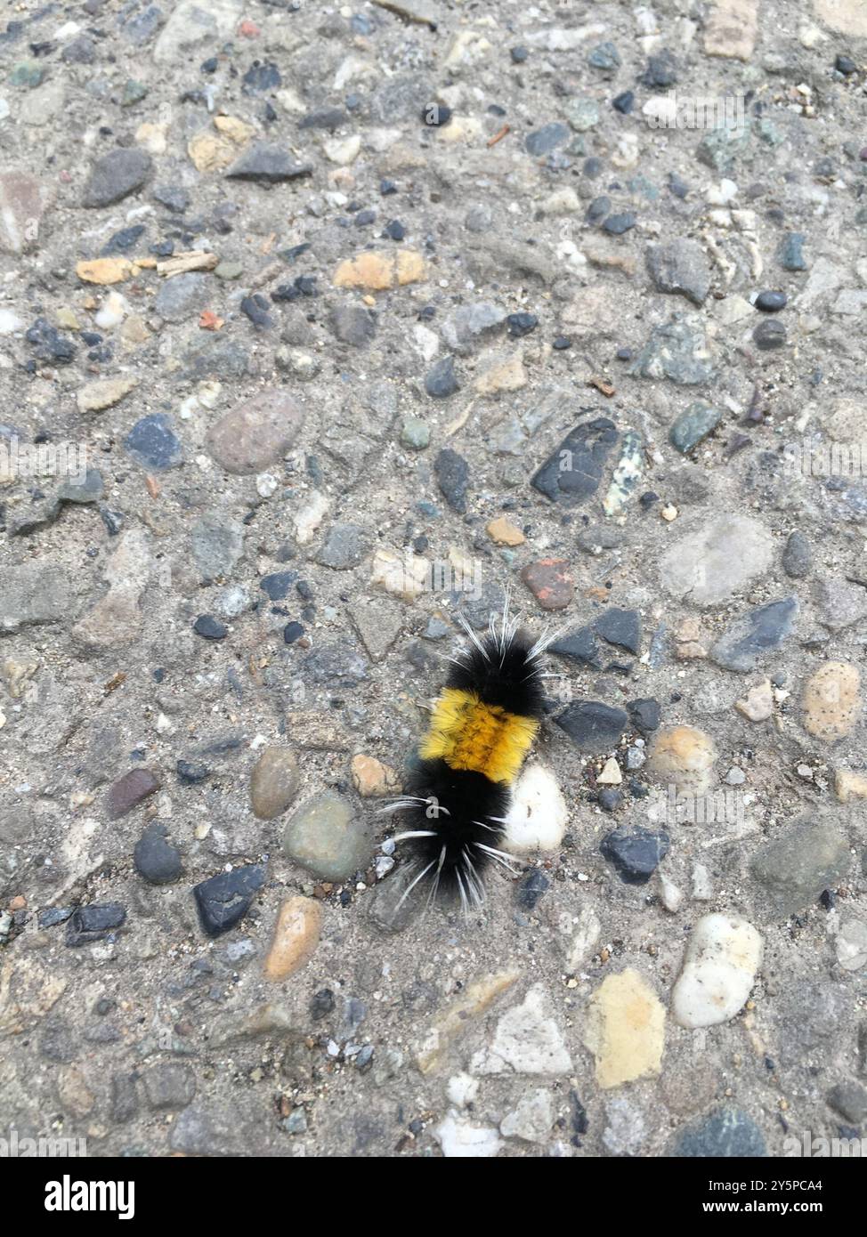 Spotted Tussock Moth (Lophocampa maculata) Insecta Stock Photo - Alamy