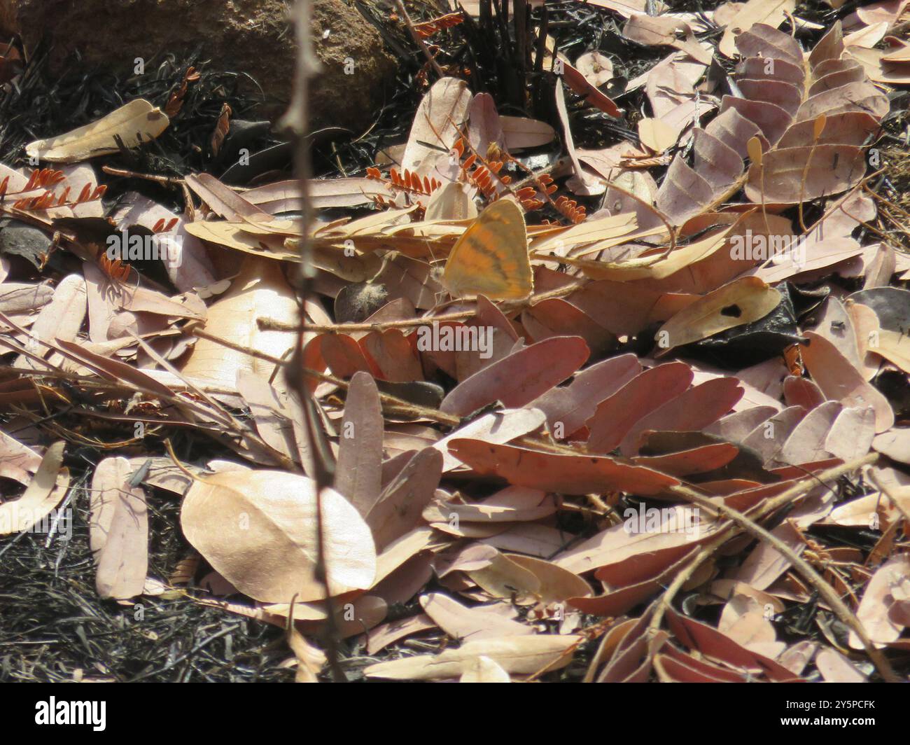 Colotis vesta hi-res stock photography and images - Alamy