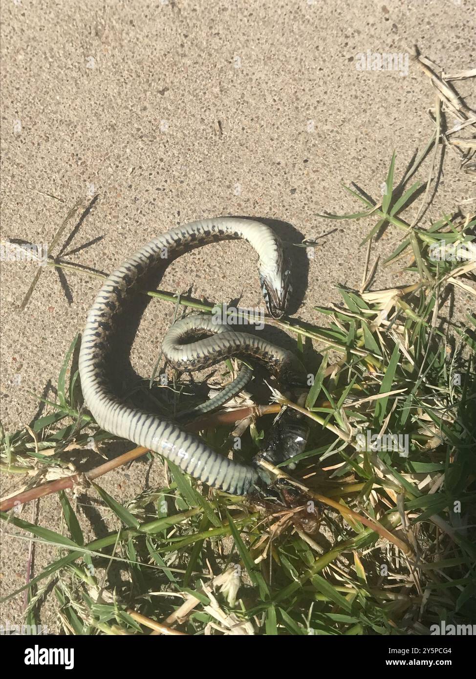 Checkered Garter Snake (Thamnophis marcianus) Reptilia Stock Photo - Alamy