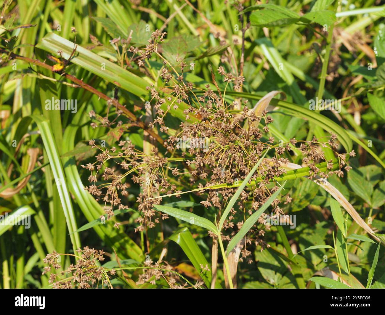 Woodland Beakrush (Scirpus expansus) Plantae Stock Photo - Alamy