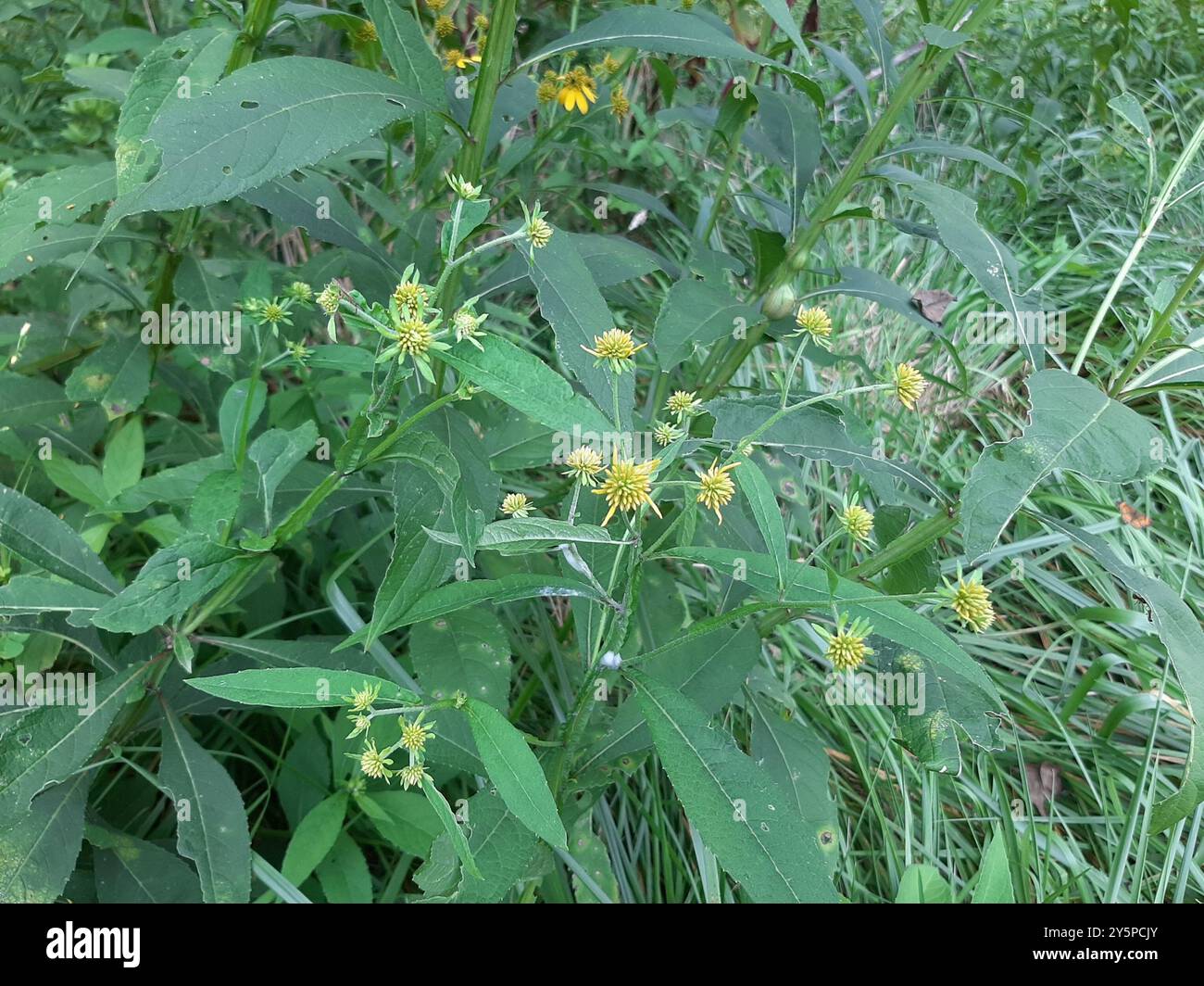 Wingstem (Verbesina alternifolia) Plantae Stock Photo - Alamy