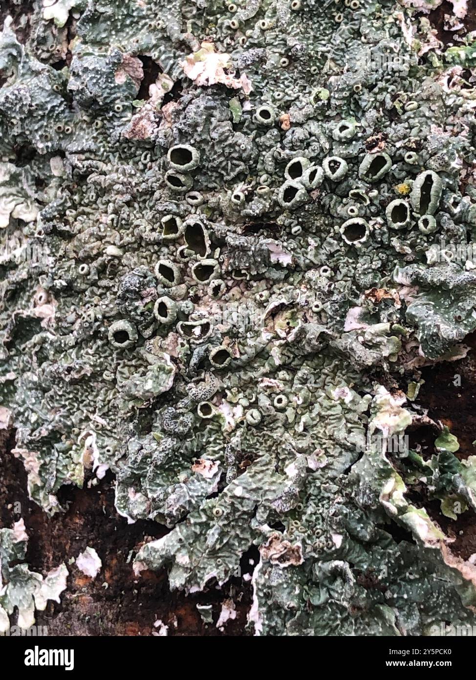 Eastern speckled shield lichen (Punctelia bolliana) Fungi Stock Photo ...