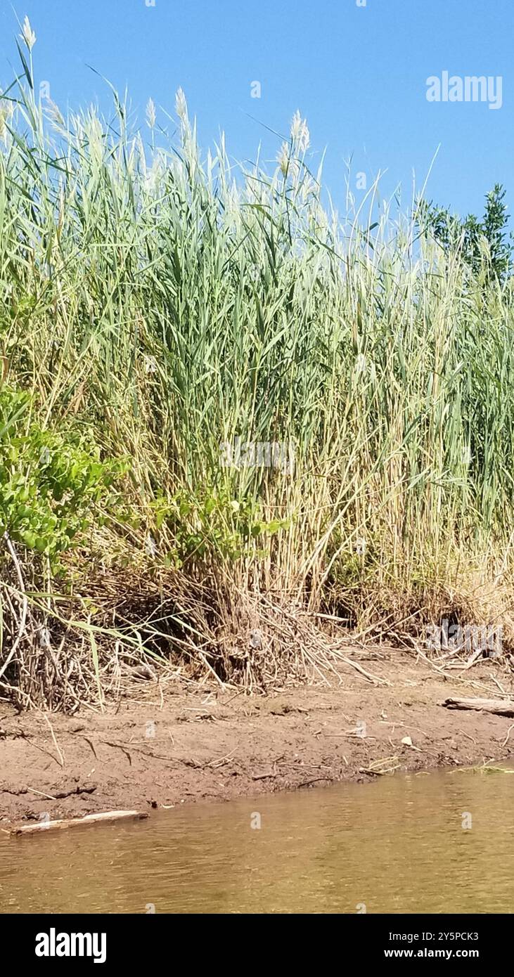 common reed (Phragmites australis) Plantae Stock Photo - Alamy