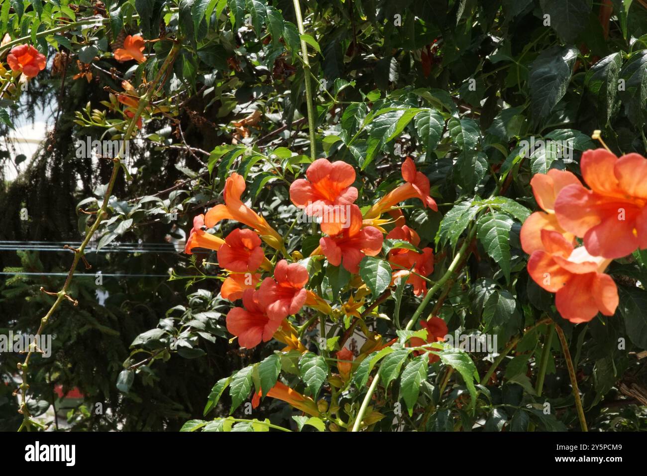 Campsis radicans 'Flamenco’ or Trumpet Vine Deciduous Climbing Plant in ...