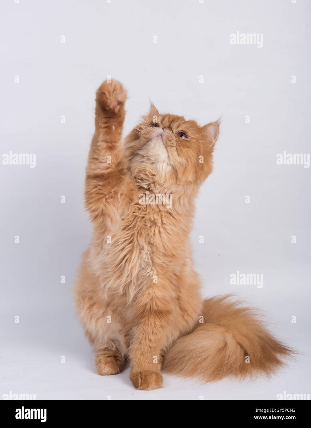 Persian Exotic Longhair cat is on white background. The cat raised his ...