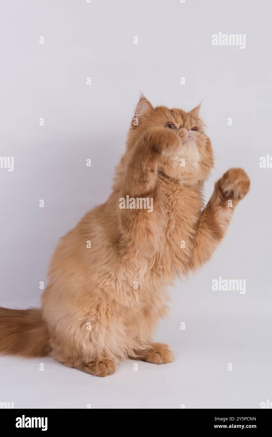 Persian Exotic Longhair cat is on white background. The cat raised his ...