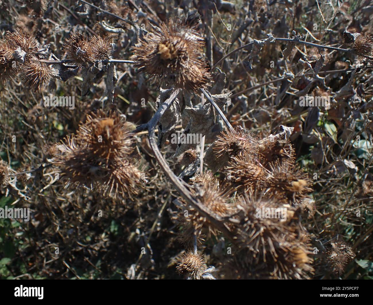 lesser burdock (Arctium minus) Plantae Stock Photo - Alamy