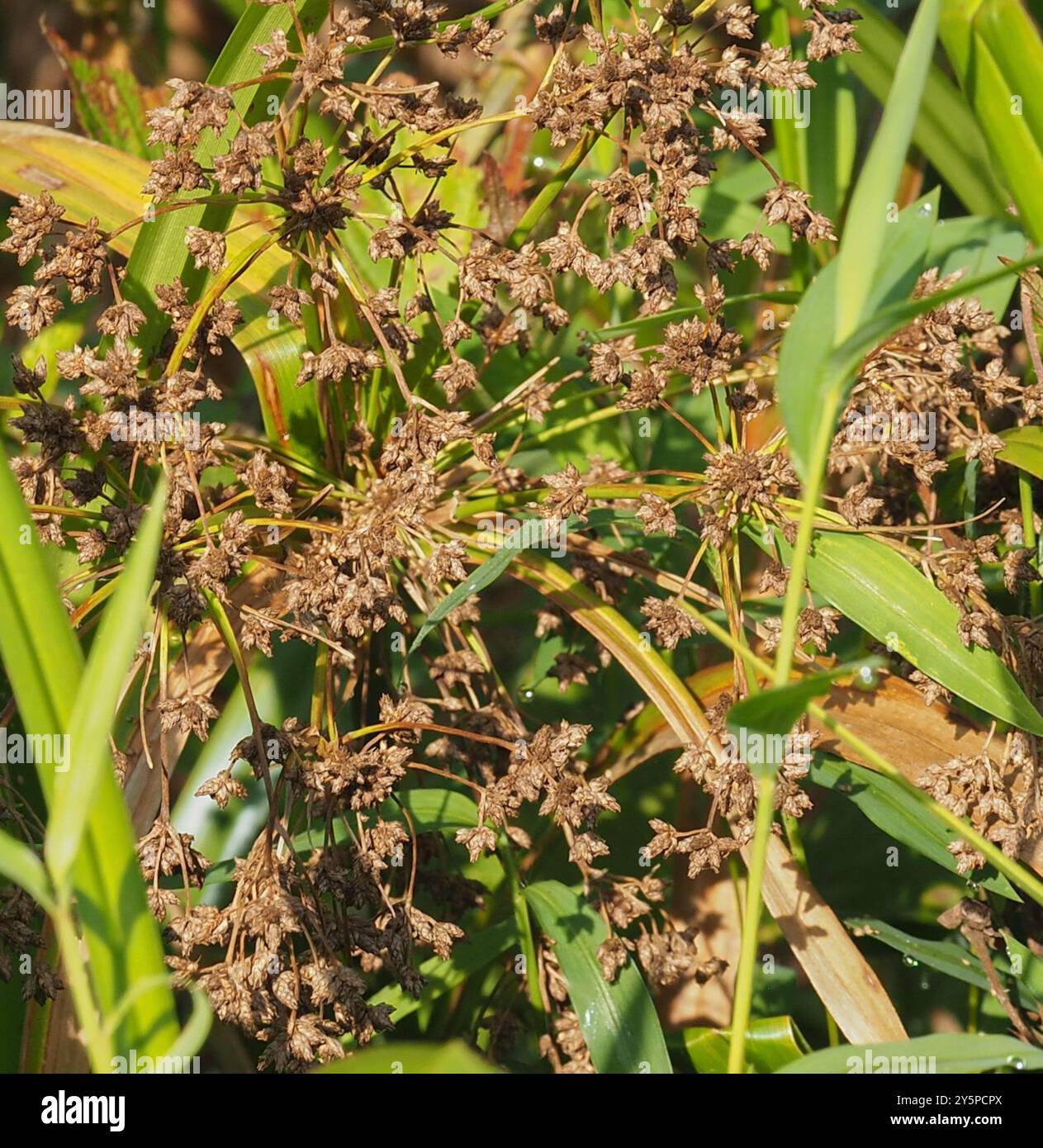 Woodland Beakrush (Scirpus expansus) Plantae Stock Photo - Alamy