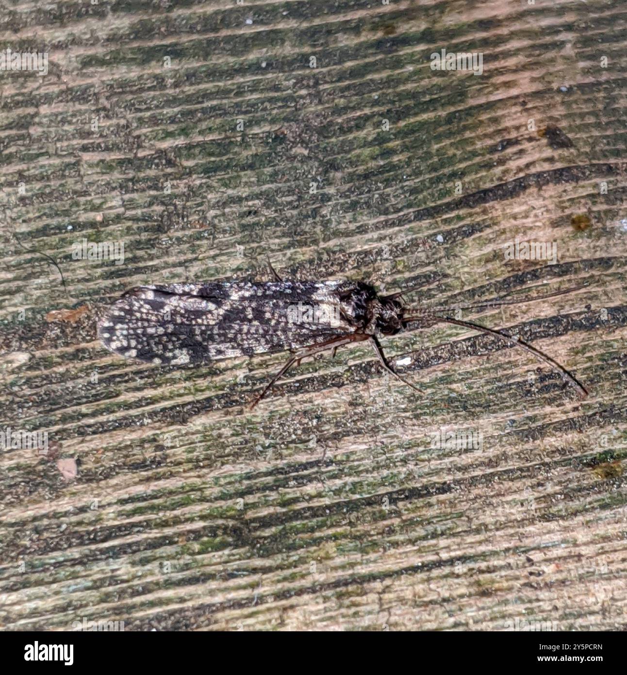 Tube Maker Caddisflies (Polycentropodidae) Insecta Stock Photo - Alamy