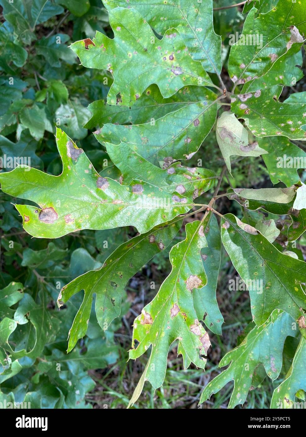 southern red oak (Quercus falcata) Plantae Stock Photo - Alamy