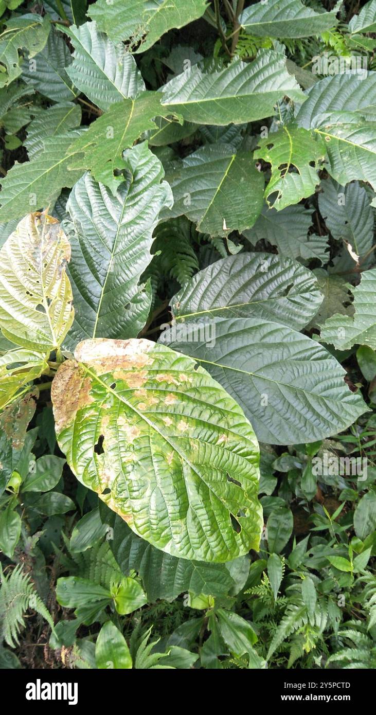 Milk Tree (Ficus benguetensis) Plantae Stock Photo - Alamy