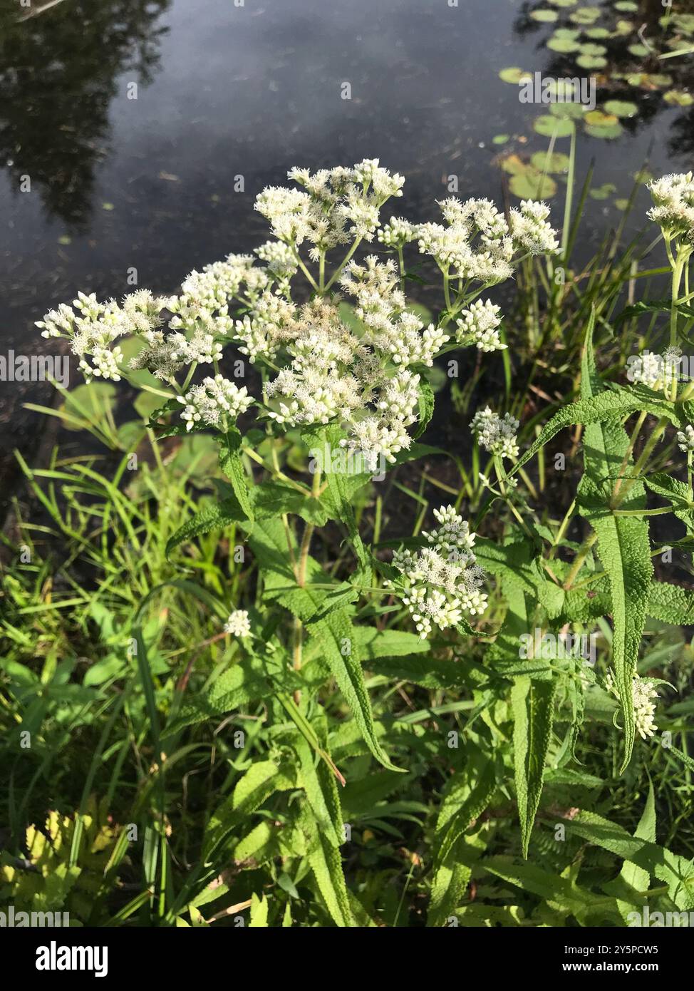 common boneset (Eupatorium perfoliatum) Plantae Stock Photo - Alamy
