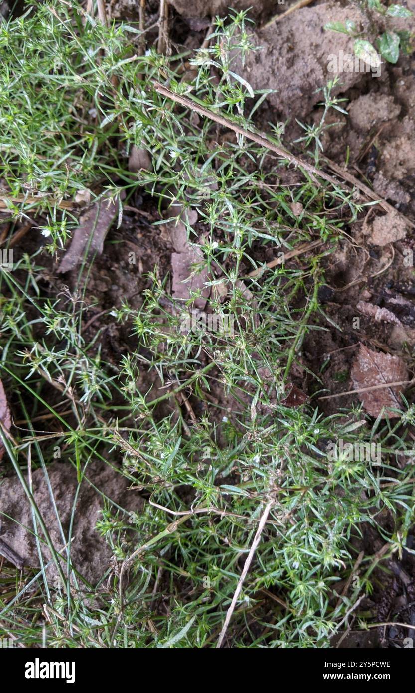 Rust Weed (Polypremum procumbens) Plantae Stock Photo - Alamy