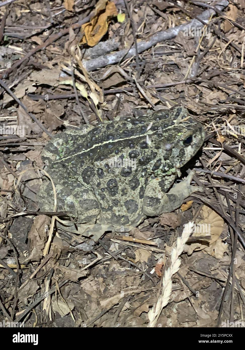 Western Toad (Anaxyrus boreas) Amphibia Stock Photo - Alamy