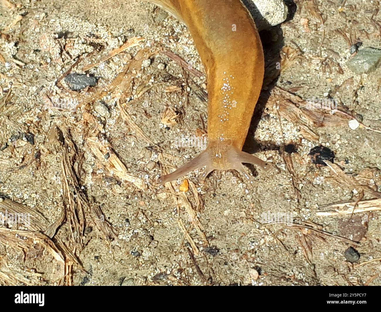 Arion Slugs (Arion) Mollusca Stock Photo - Alamy