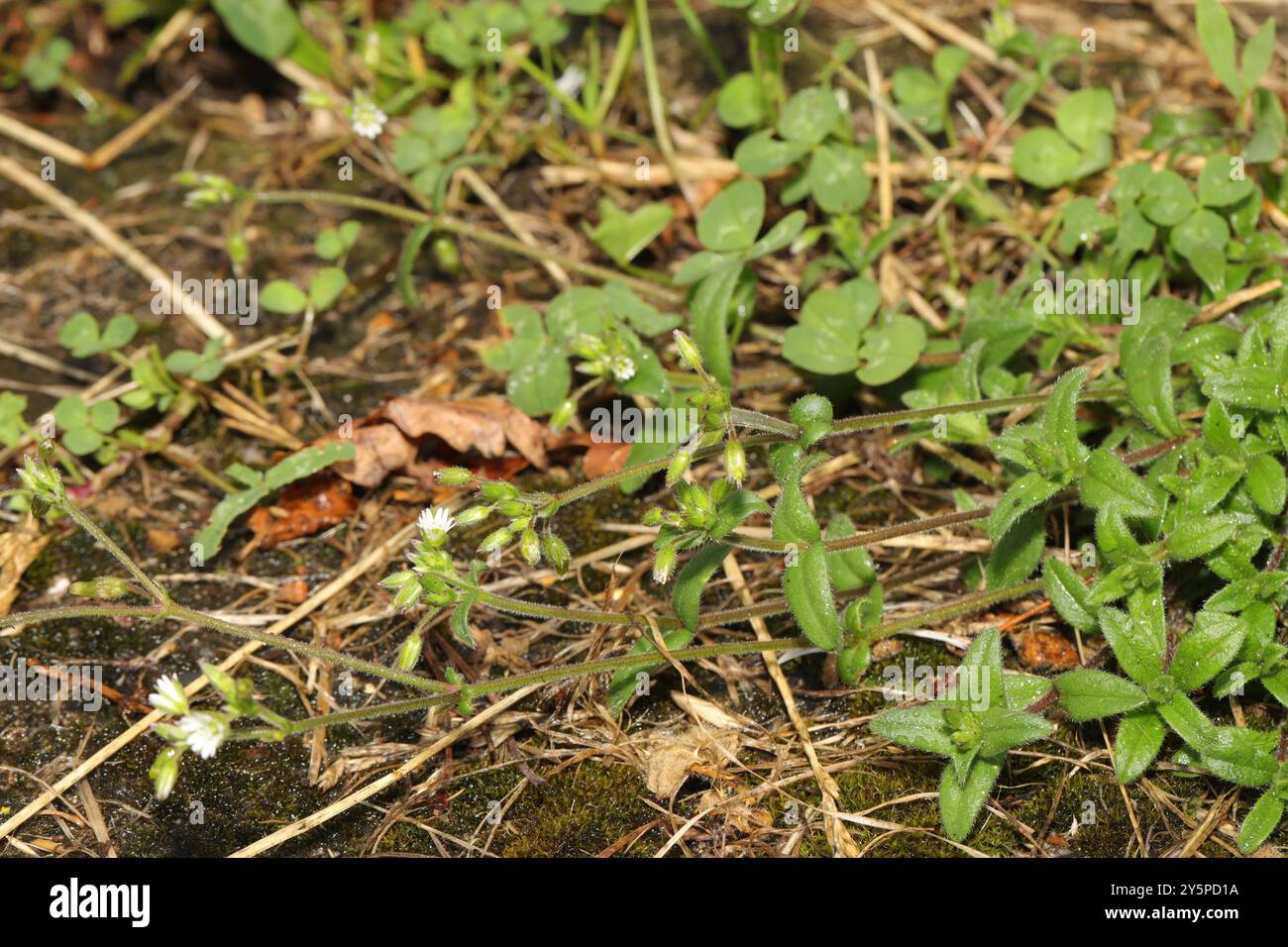 Common mouse-ear chickweed (Cerastium fontanum) Plantae Stock Photo - Alamy