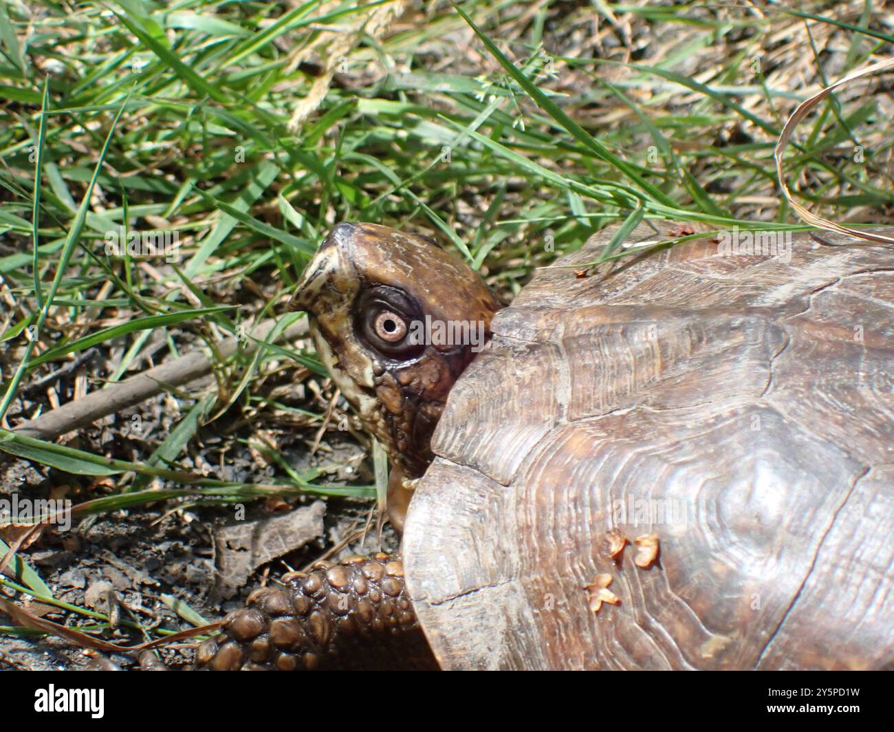 Gulf coast box turtle hi-res stock photography and images - Alamy