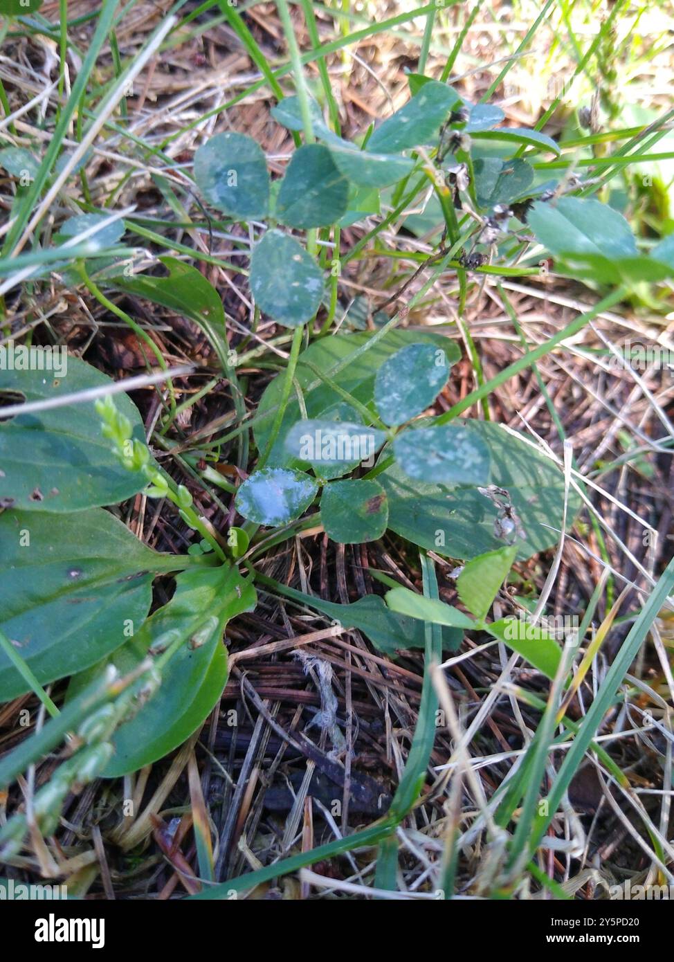 Clover Powdery Mildew (Erysiphe trifoliorum) Fungi Stock Photo - Alamy