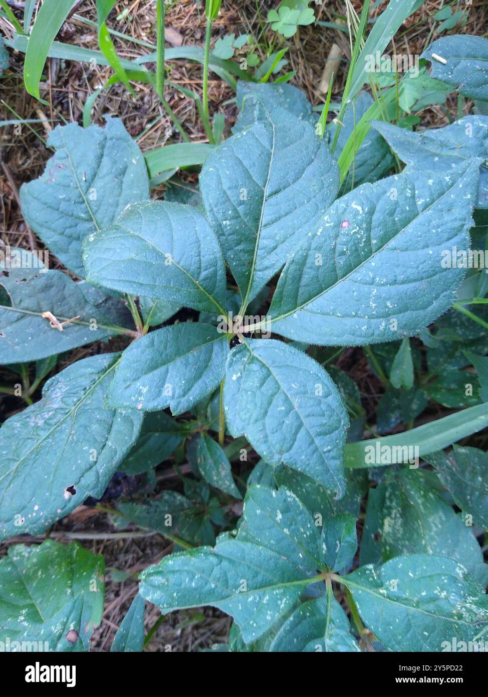 Poison Ivy Leaf Spot (Cercosporella toxicodendri) Fungi Stock Photo - Alamy