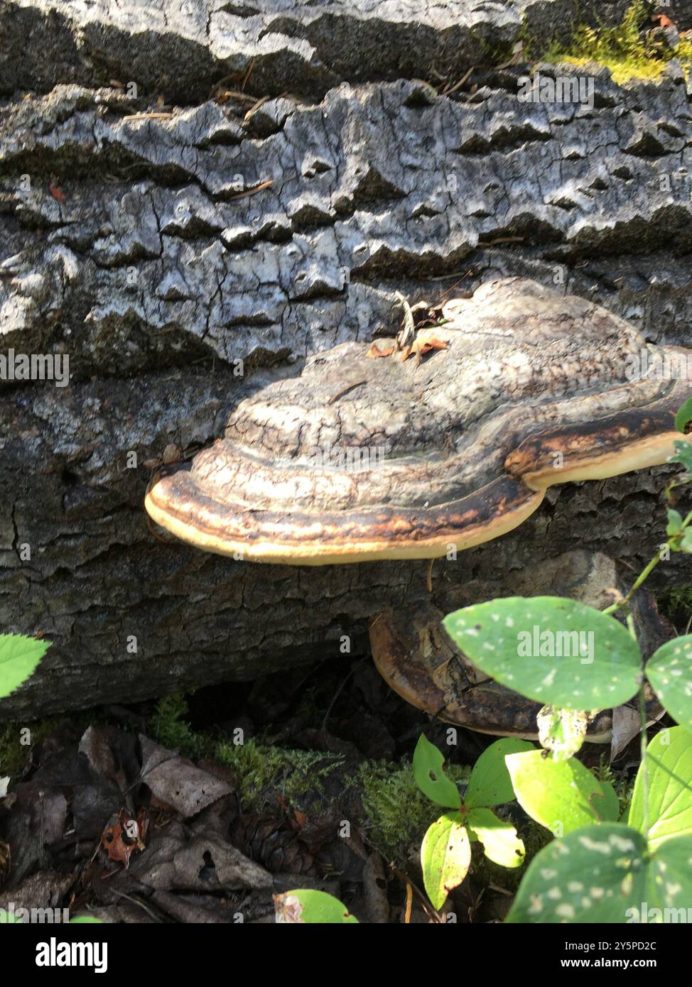 Northern red belt fungi hi-res stock photography and images - Alamy