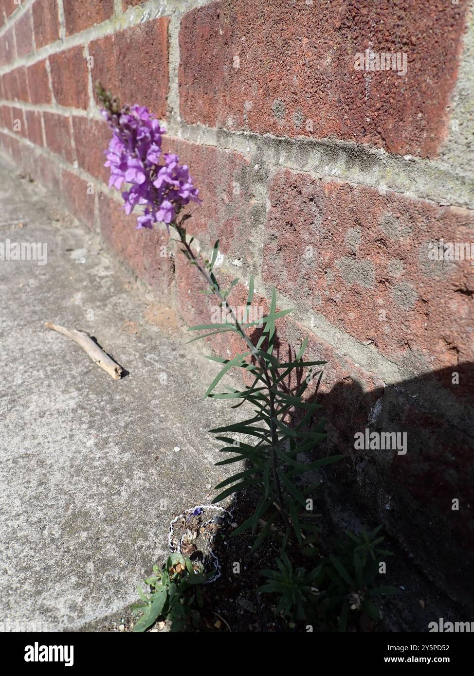Purple Toadflax (Linaria purpurea) Plantae Stock Photo - Alamy