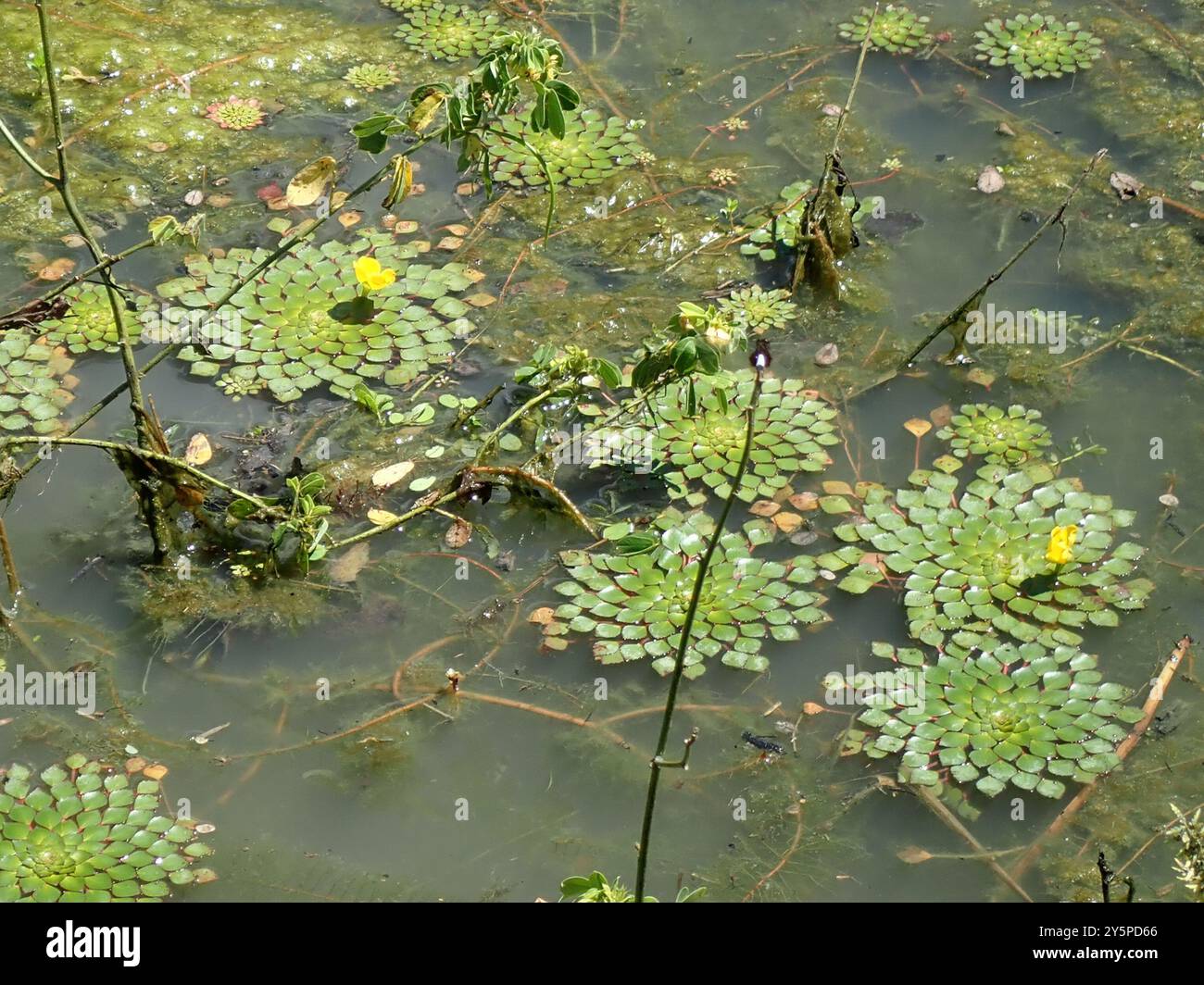 Mosaic Plant (Ludwigia sedioides) Plantae Stock Photo - Alamy