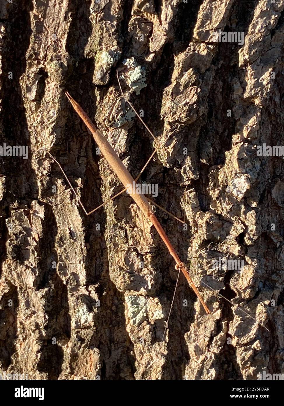 American Grass Mantis (Thesprotia graminis) Insecta Stock Photo - Alamy