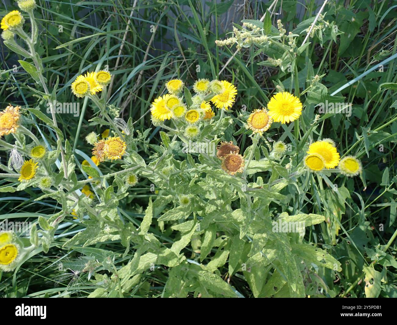 Common Fleabane (Pulicaria dysenterica) Plantae Stock Photo - Alamy