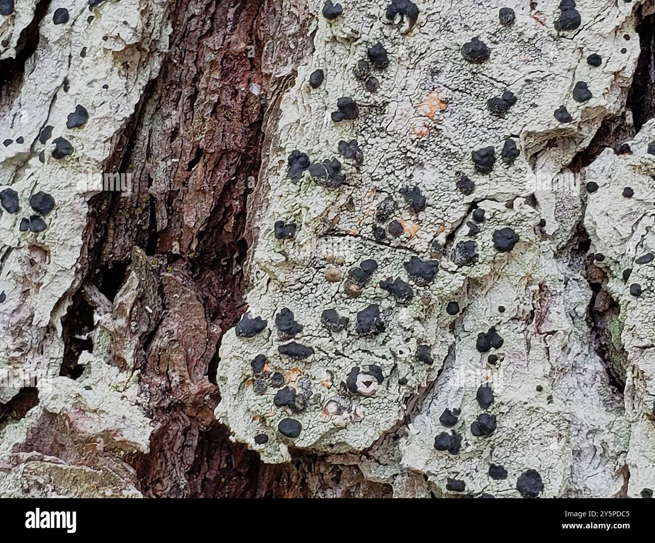 Common Button Lichen (Buellia erubescens) Fungi Stock Photo - Alamy