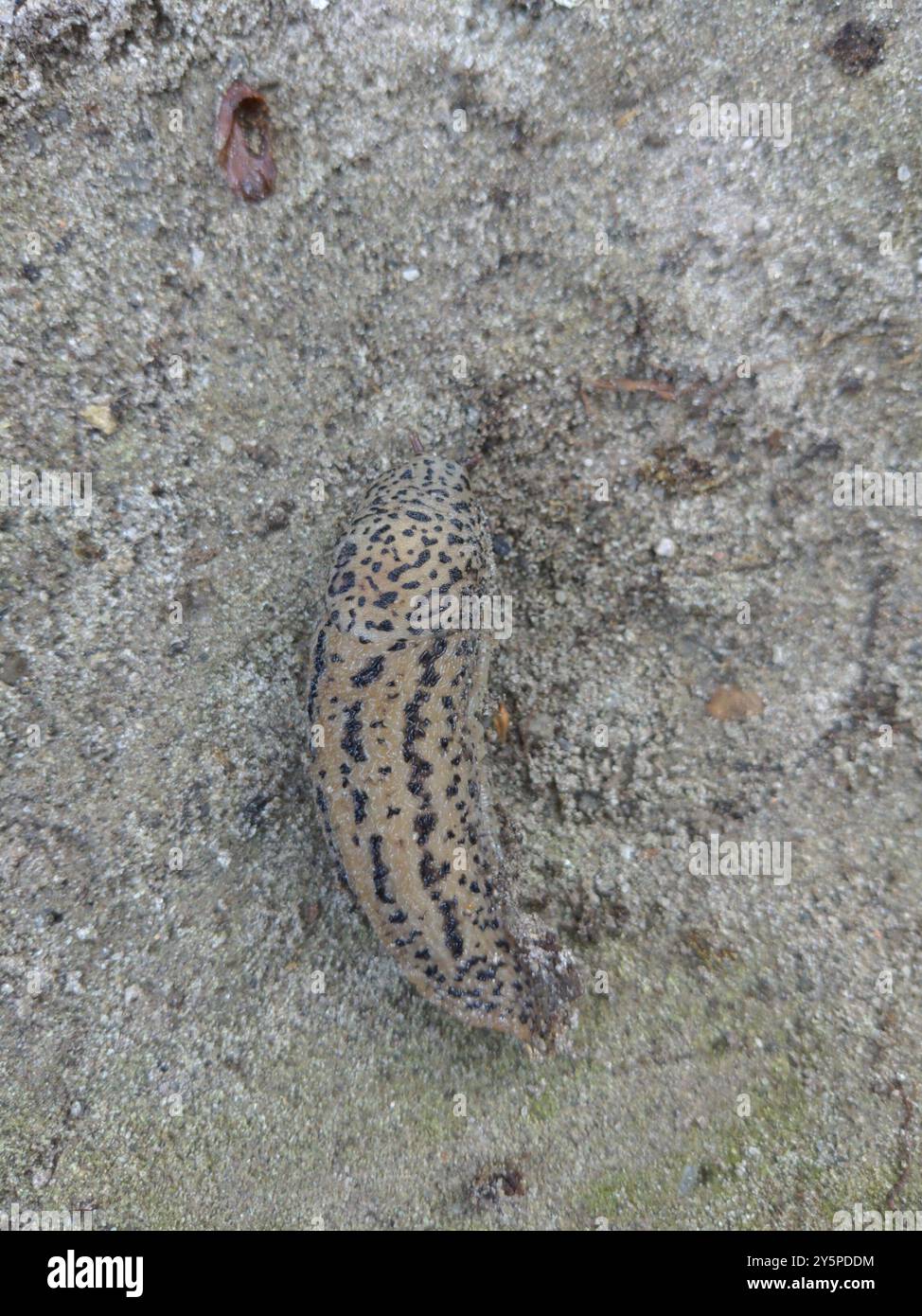 Leopard Slug (Limax maximus) Mollusca Stock Photo - Alamy