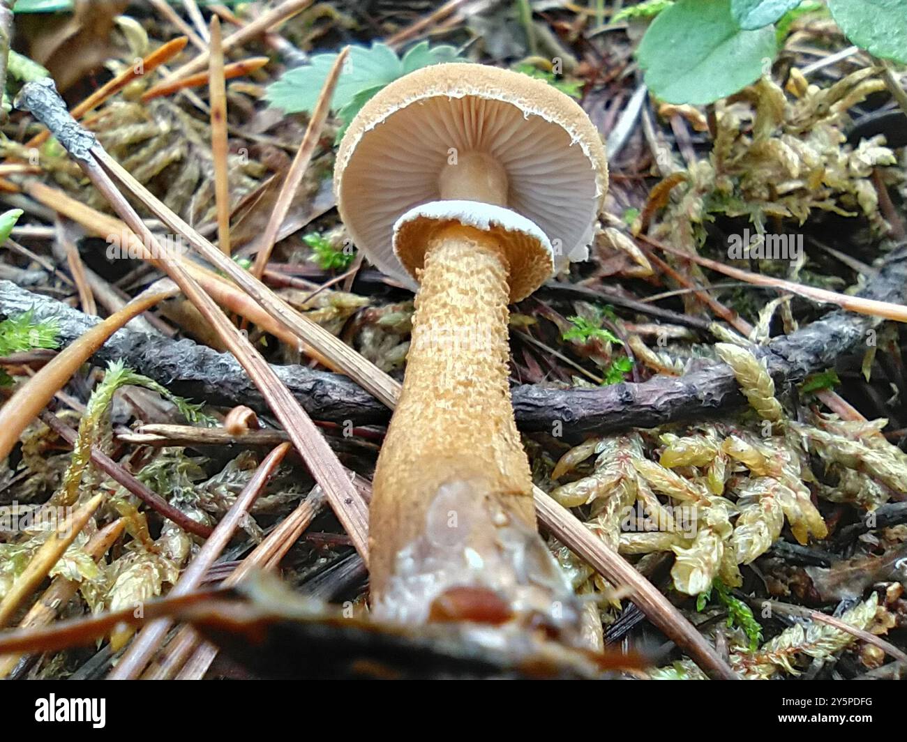Powdercaps (Cystoderma) Fungi Stock Photo - Alamy