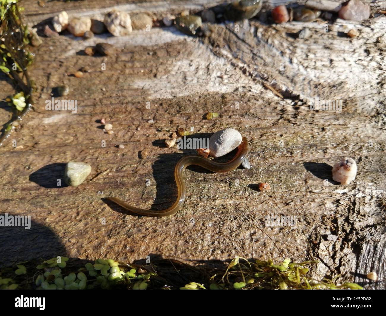 American Eel (Anguilla rostrata) Actinopterygii Stock Photo - Alamy