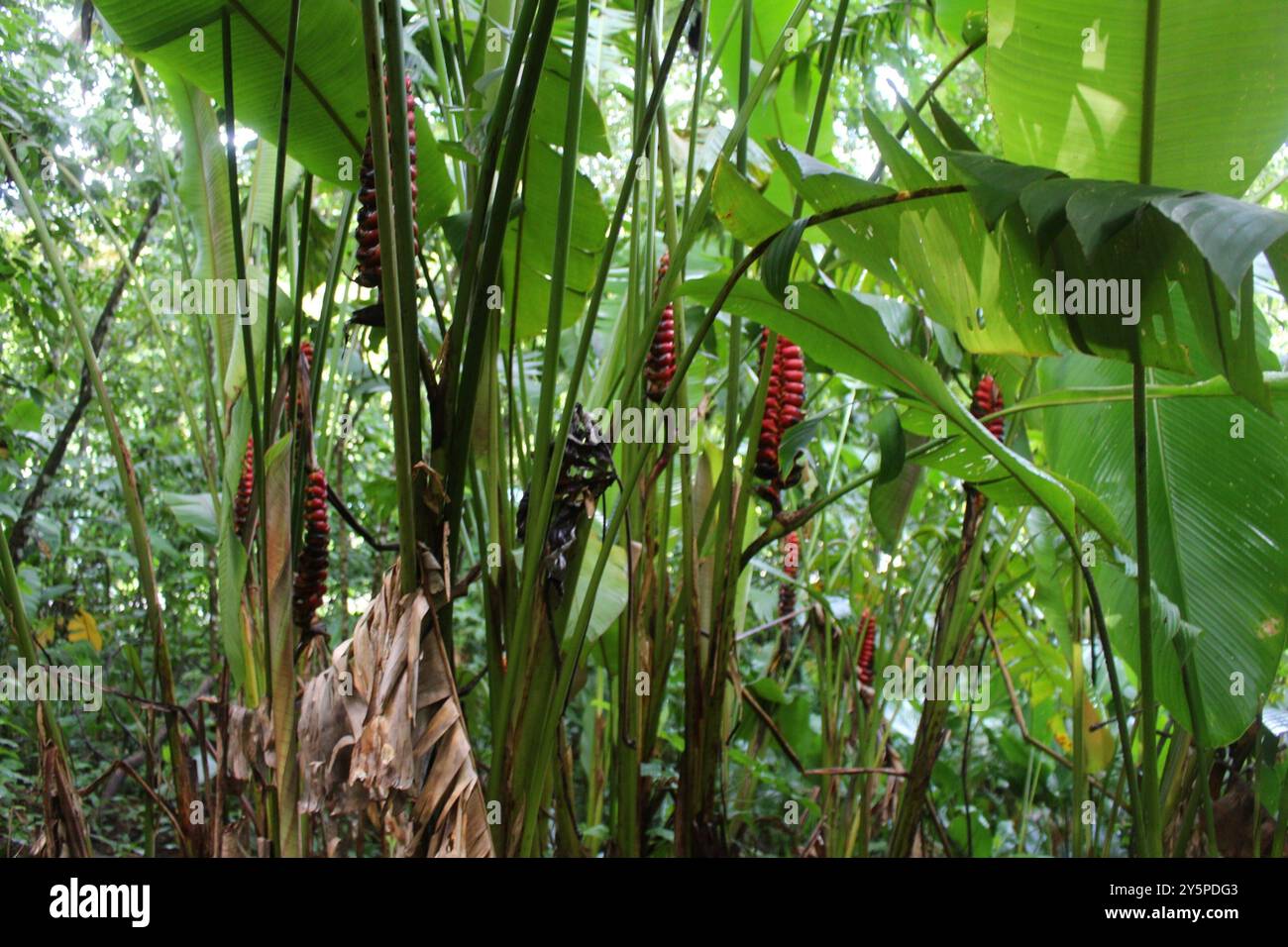 red giant heliconia (Heliconia imbricata) Plantae Stock Photo - Alamy