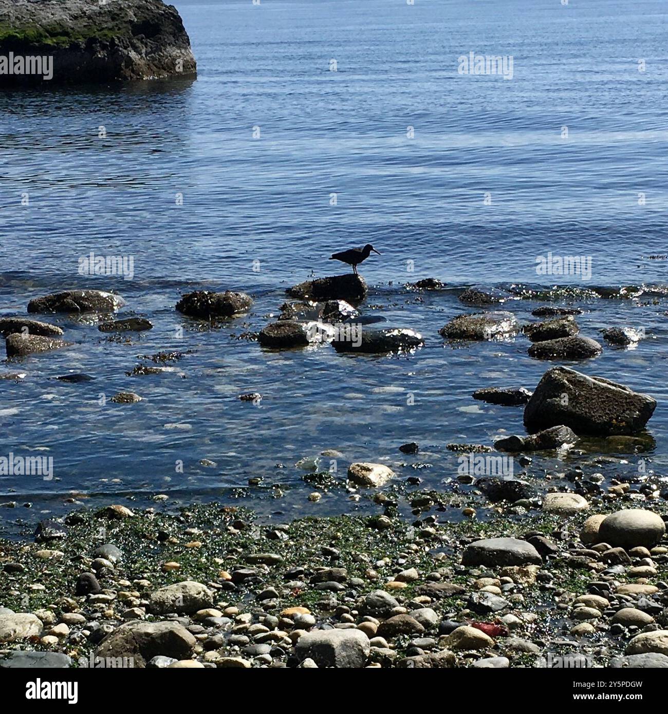 Black Oystercatcher (Haematopus bachmani) Aves Stock Photo - Alamy
