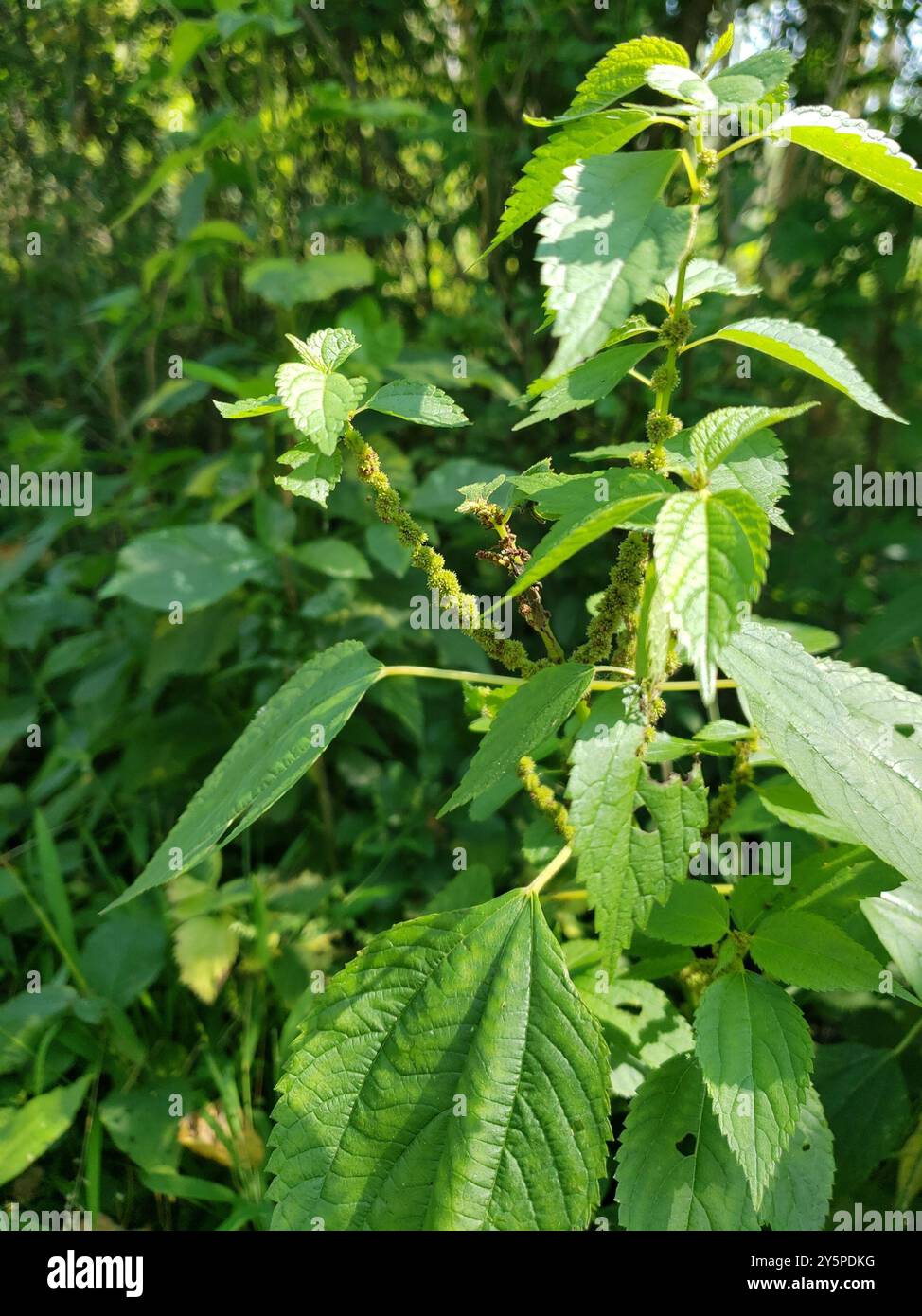 false nettle (Boehmeria cylindrica) Plantae Stock Photo - Alamy