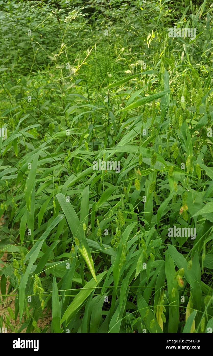 inland wood oats (Chasmanthium latifolium) Plantae Stock Photo - Alamy