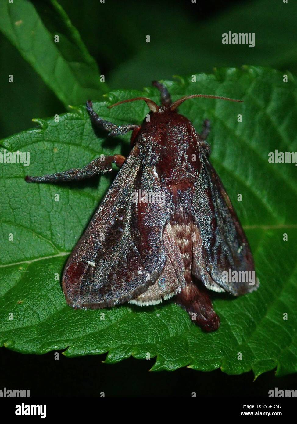 Saddleback Caterpillar Moths and Allies (Acharia) Insecta Stock Photo ...