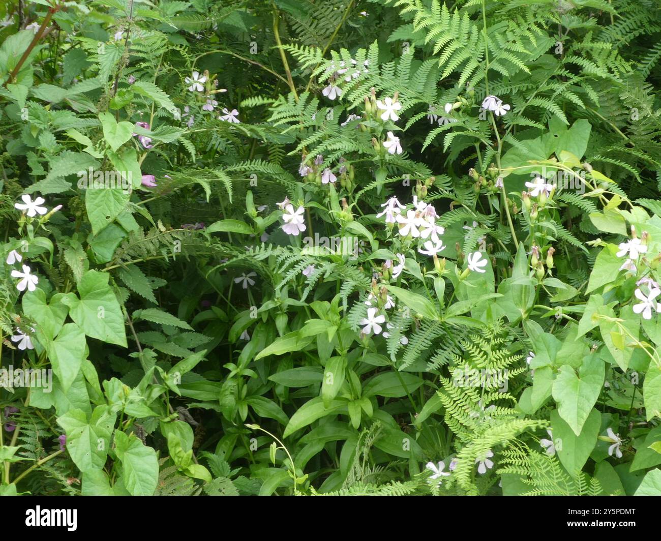common soapwort (Saponaria officinalis) Plantae Stock Photo - Alamy