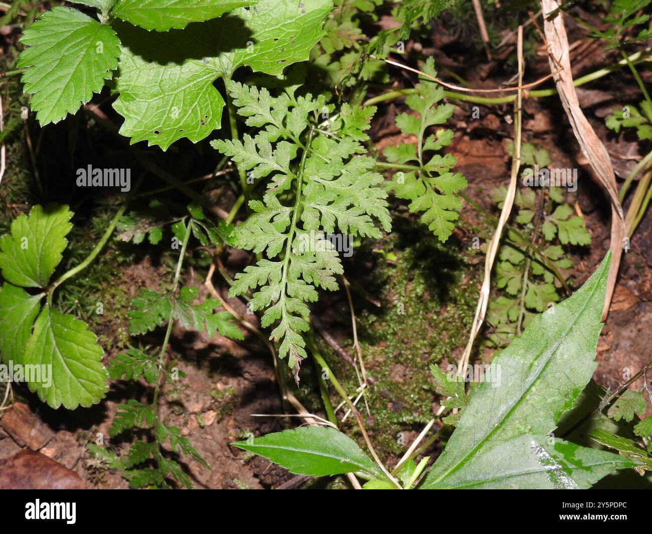fragile ferns (Cystopteris) Plantae Stock Photo - Alamy