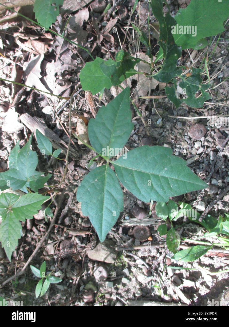 eastern poison ivy (Toxicodendron radicans) Plantae Stock Photo - Alamy