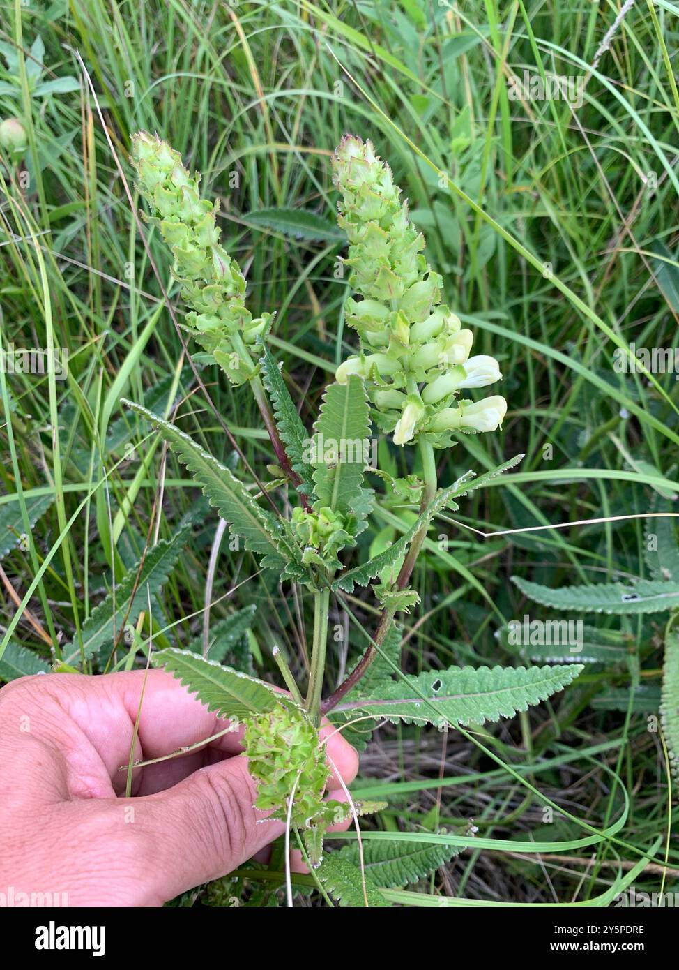 swamp lousewort (Pedicularis lanceolata) Plantae Stock Photo - Alamy