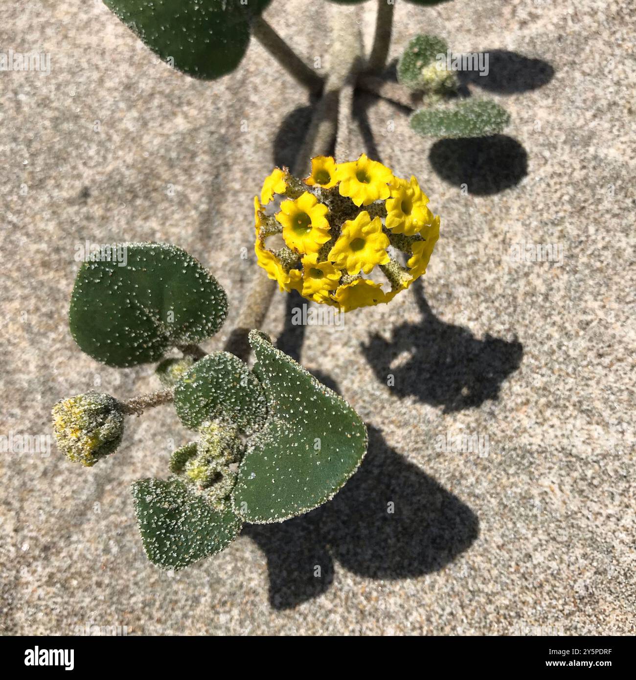Yellow Sand Verbena (Abronia latifolia) Plantae Stock Photo - Alamy