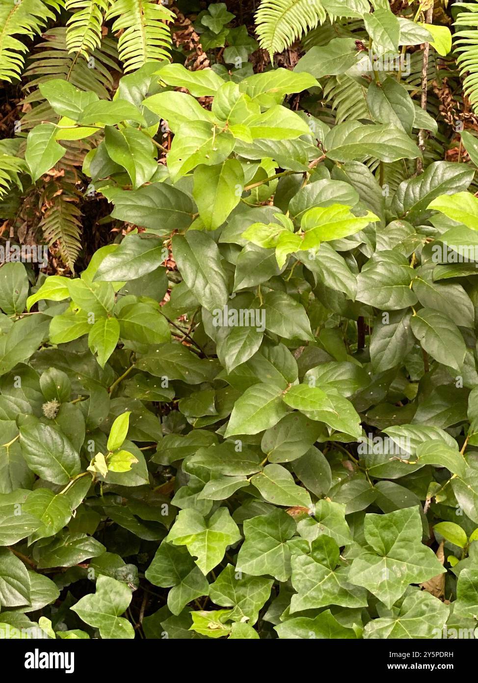 salal (Gaultheria shallon) Plantae Stock Photo - Alamy