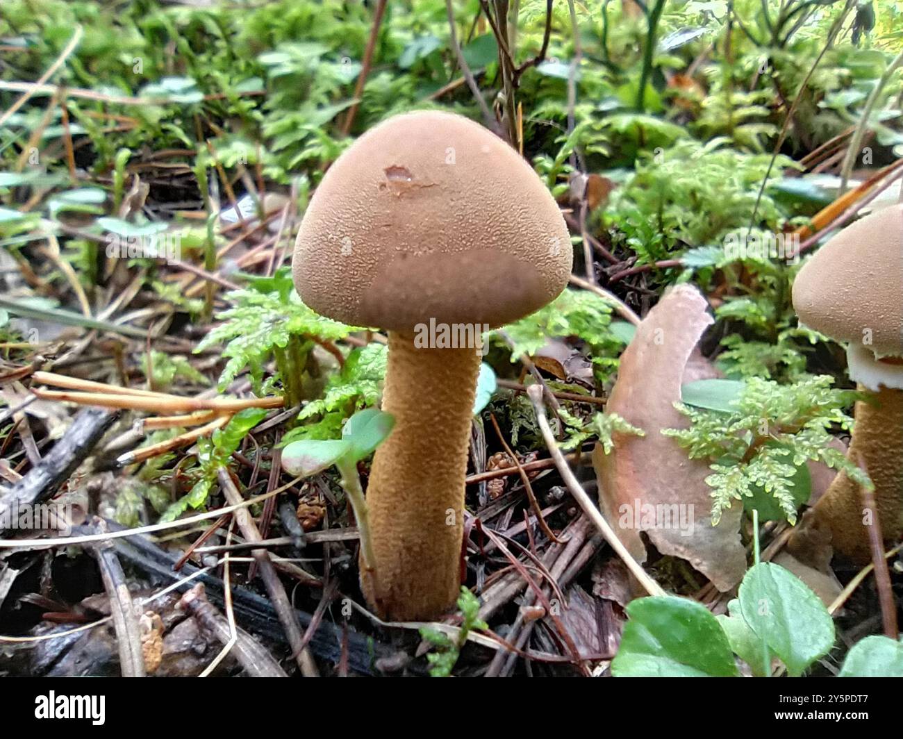 Powdercaps (Cystoderma) Fungi Stock Photo - Alamy